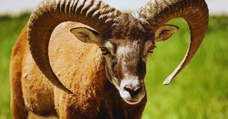 OVAN – DNEVNI HOROSKOP ZA ČETVRTAK 20. NOVEMBAR: ISTINA O DRAGIM ...